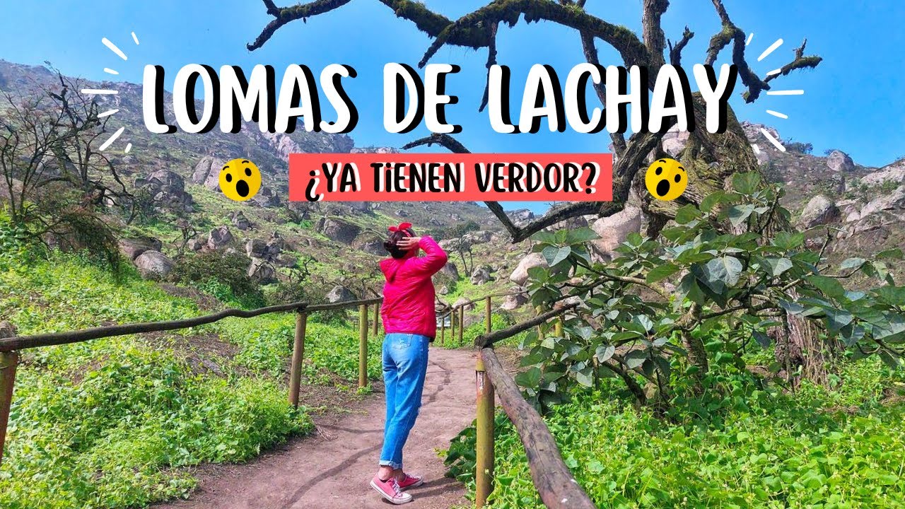 Cómo llegar a las LOMAS DE LACHAY: Ya hay verdor!! - Lima 2022 - YouTube