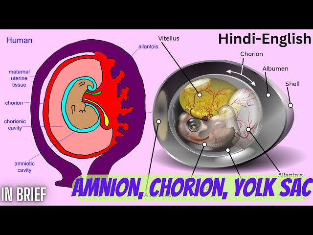 Allantois Human Embryology