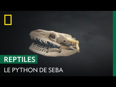 La dangereuse dentition du python de Seba - YouTube