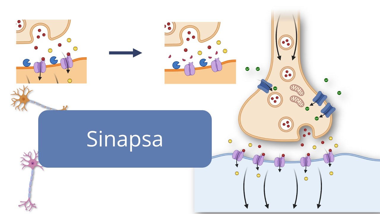 Sinapsa - Anatomie și Fiziologie - YouTube
