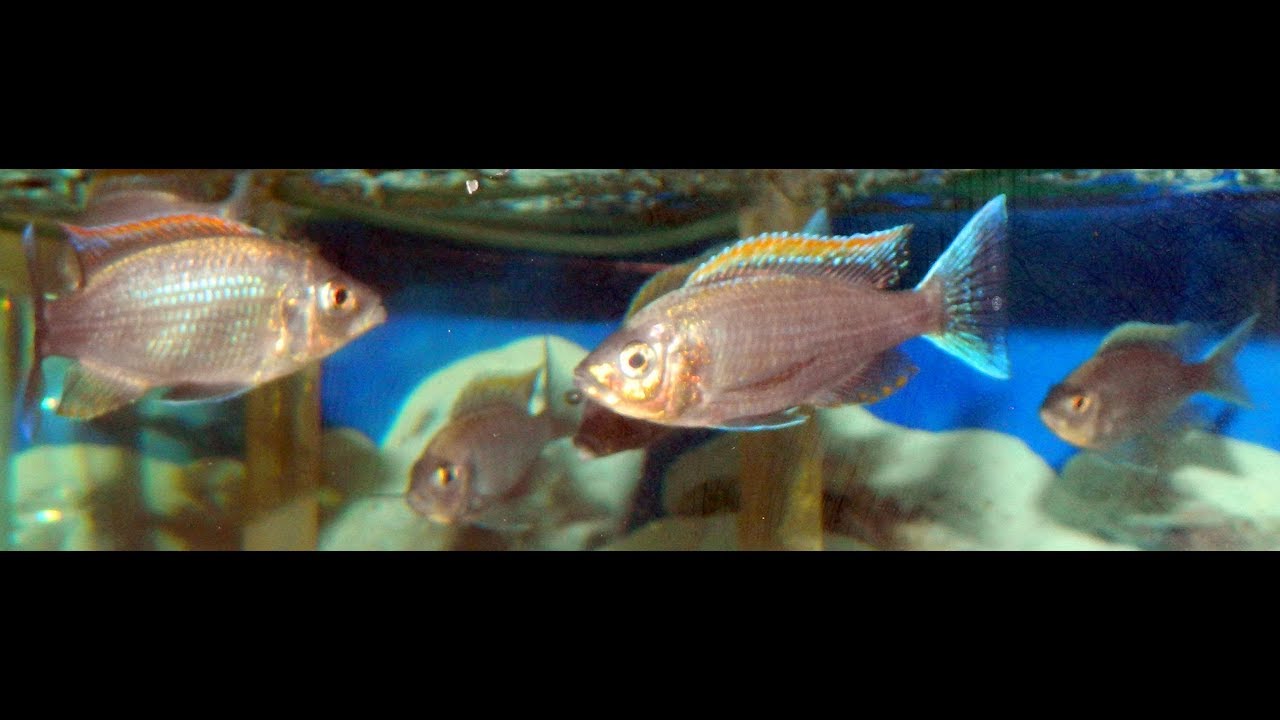 COPADICHROMIS VIRGINALIS FIRE CREST - CALIFORNIACICHLIDS.COM - YouTube