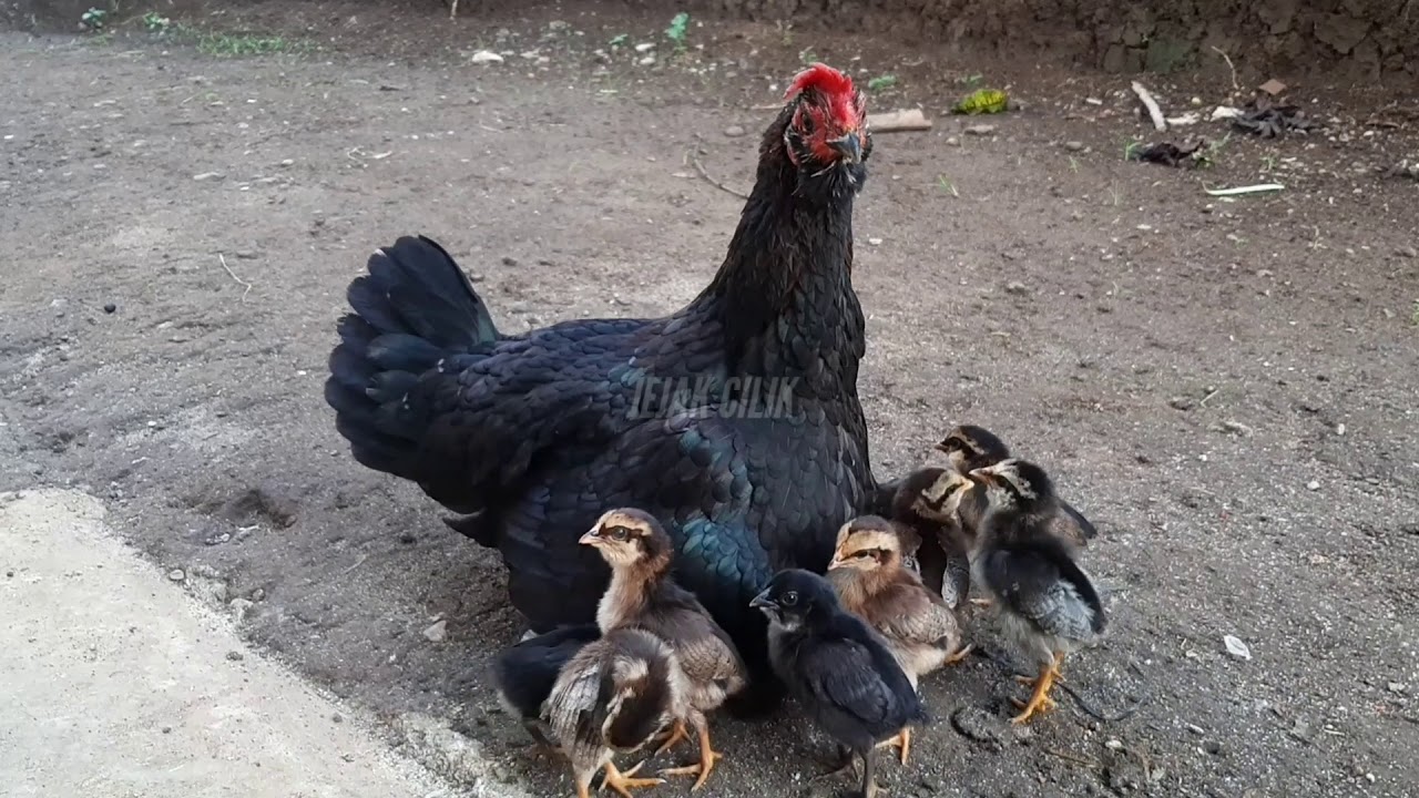 INSPIRASI KASIH SAYANG INDUK AYAM - YouTube