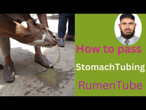 Stomach Tubing in Goats | Rumen tube | oro-ruminal intubation - YouTube