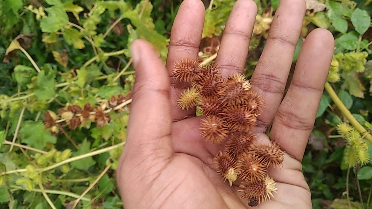 Rough cocklebur - Clotbur - Common cocklebur - Large cocklebur ...