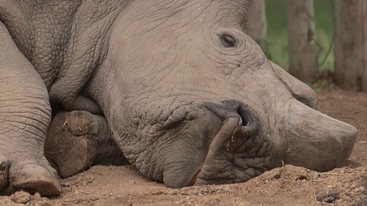 Sudan The Last Northern White Male Rhino on Earth - YouTube
