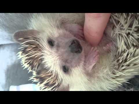 Mr hercules at the Jellyhogs hedgehog hotel tummy tickle rub smiling