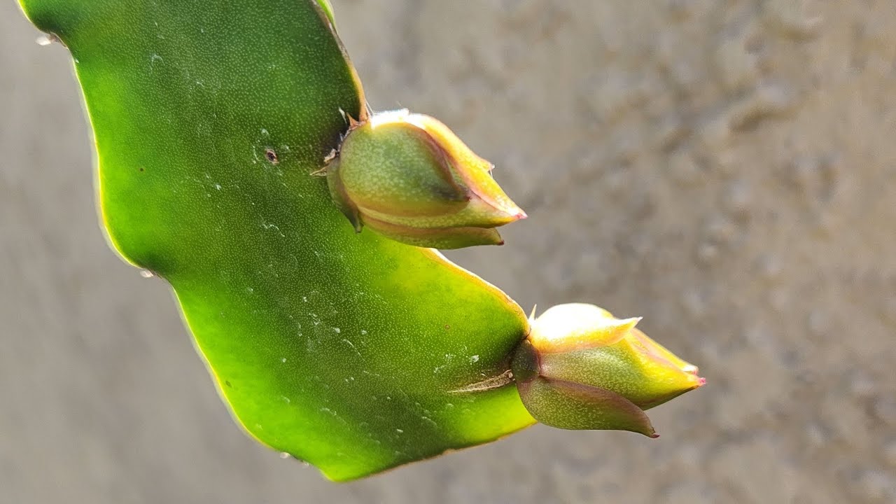 2 years no buds, now I got 2 dragon flower buds. - YouTube