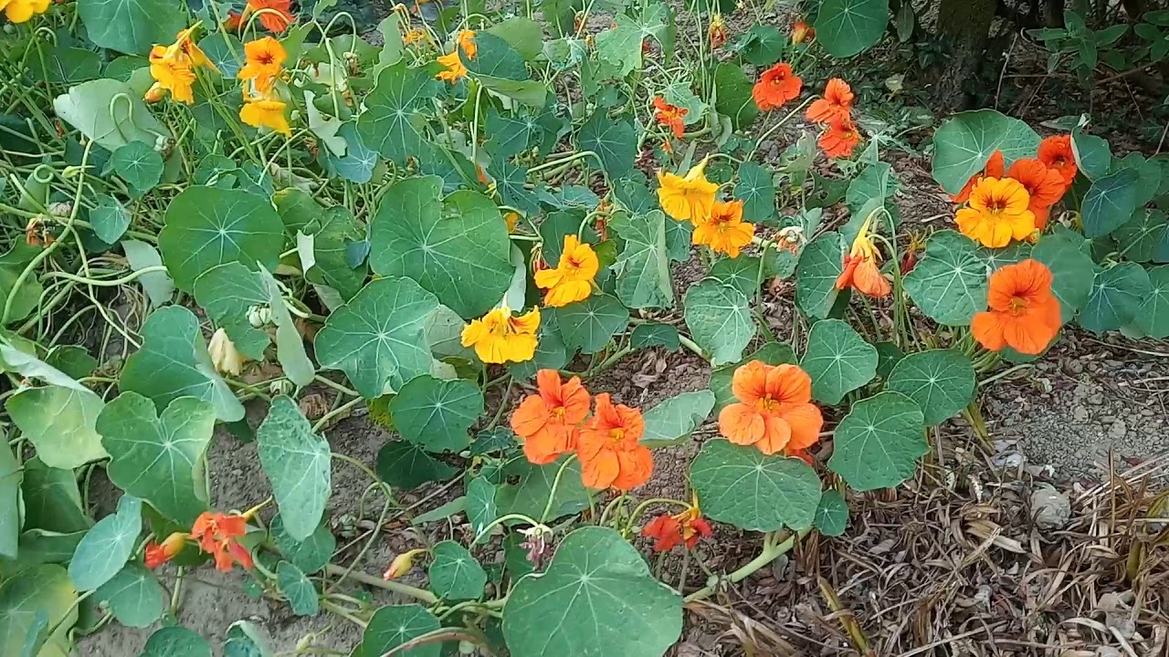 En ÉTÉ, la CAPUCINE son RÔLE au JARDIN - YouTube
