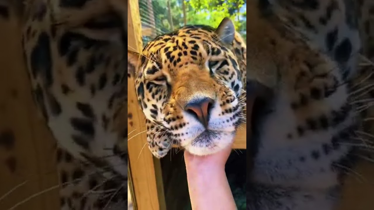 Jaguar Chin Scratches! AMAZING - YouTube