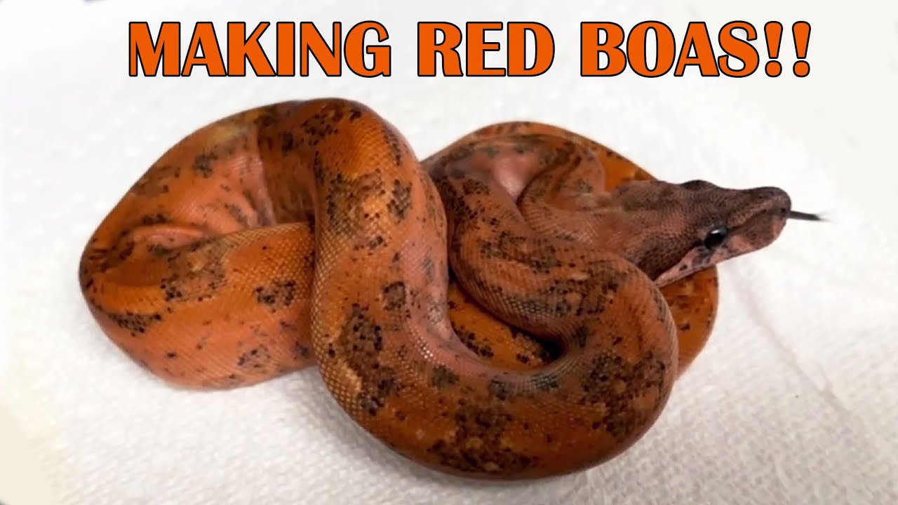 BLOOD RED BOAS & CORN SNAKES! - YouTube