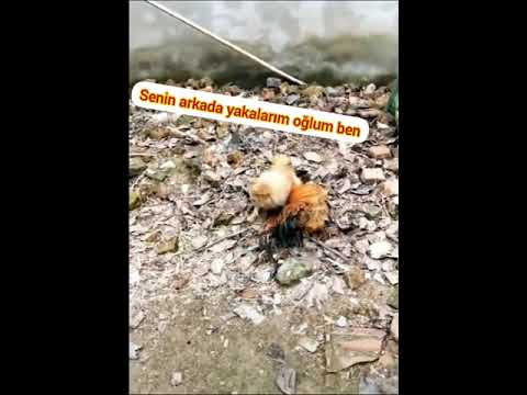 KÖPEK HOROZ KAVGASI GELDE İZLEME GÜLME HAPPY DOOGGS