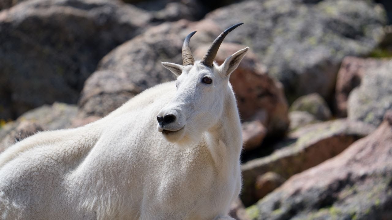 Close Encounters of the Goat Kind | Goat Hunting Colorado - YouTube