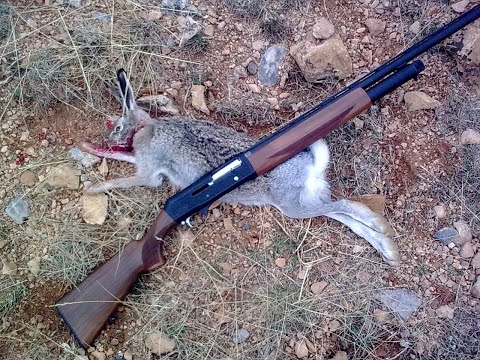 Tavşan Nerede Yatar?🐇 Önemli İpuçları