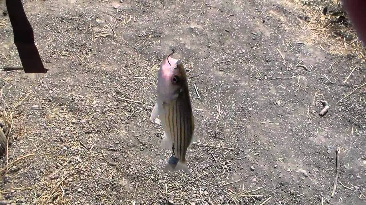 An Afternoon of Striped Bass Fishing in the Petaluma River - YouTube