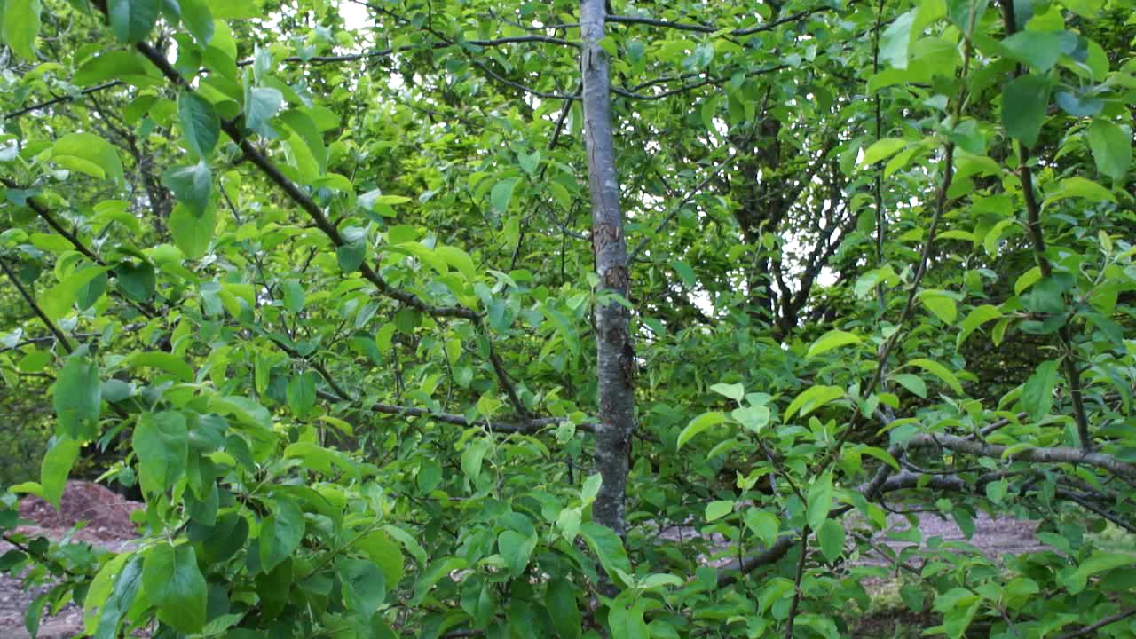 Educational videos on nature (Alder Buckthorn - Shrub - May 2017) - YouTube