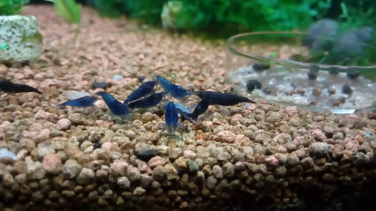Blue diamond shrimp - tép xanh kim cương - YouTube