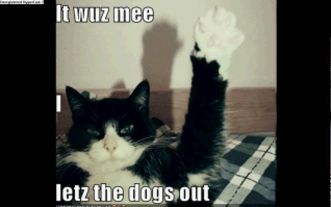 lolcats revealed - YouTube