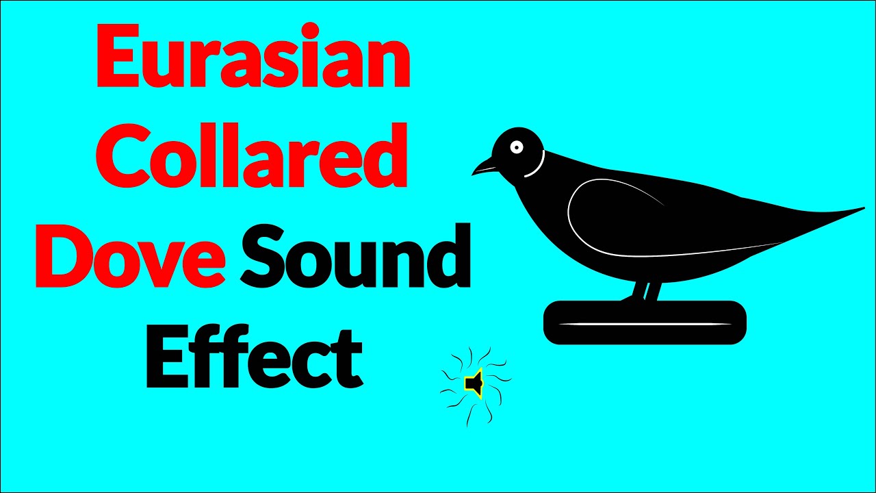 Eurasian Collared Dove Sound Effect - YouTube