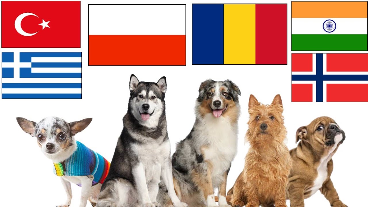 Dog in world different languages meme | Onxe media - YouTube