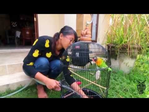 Cewe Mandi Pagi Bareng Lovebird Sniper