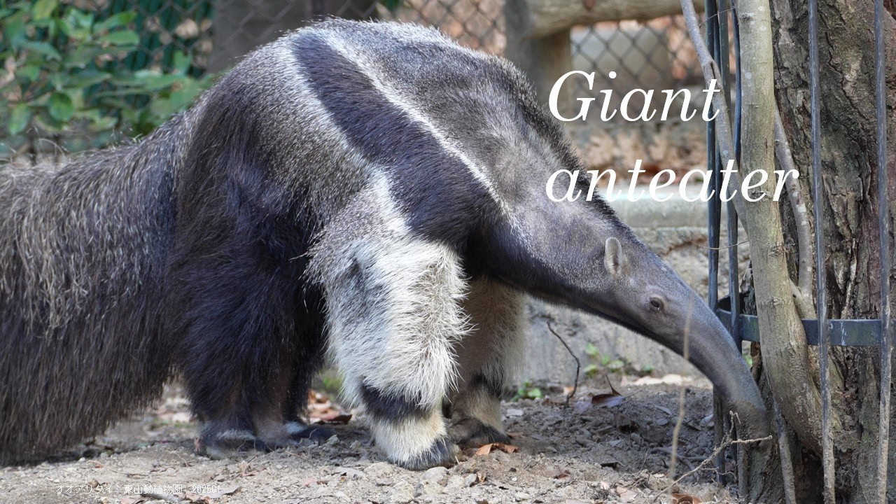 Giant anteater 20250104／Higashiyama Zoo and Botanical Garden／4K - YouTube
