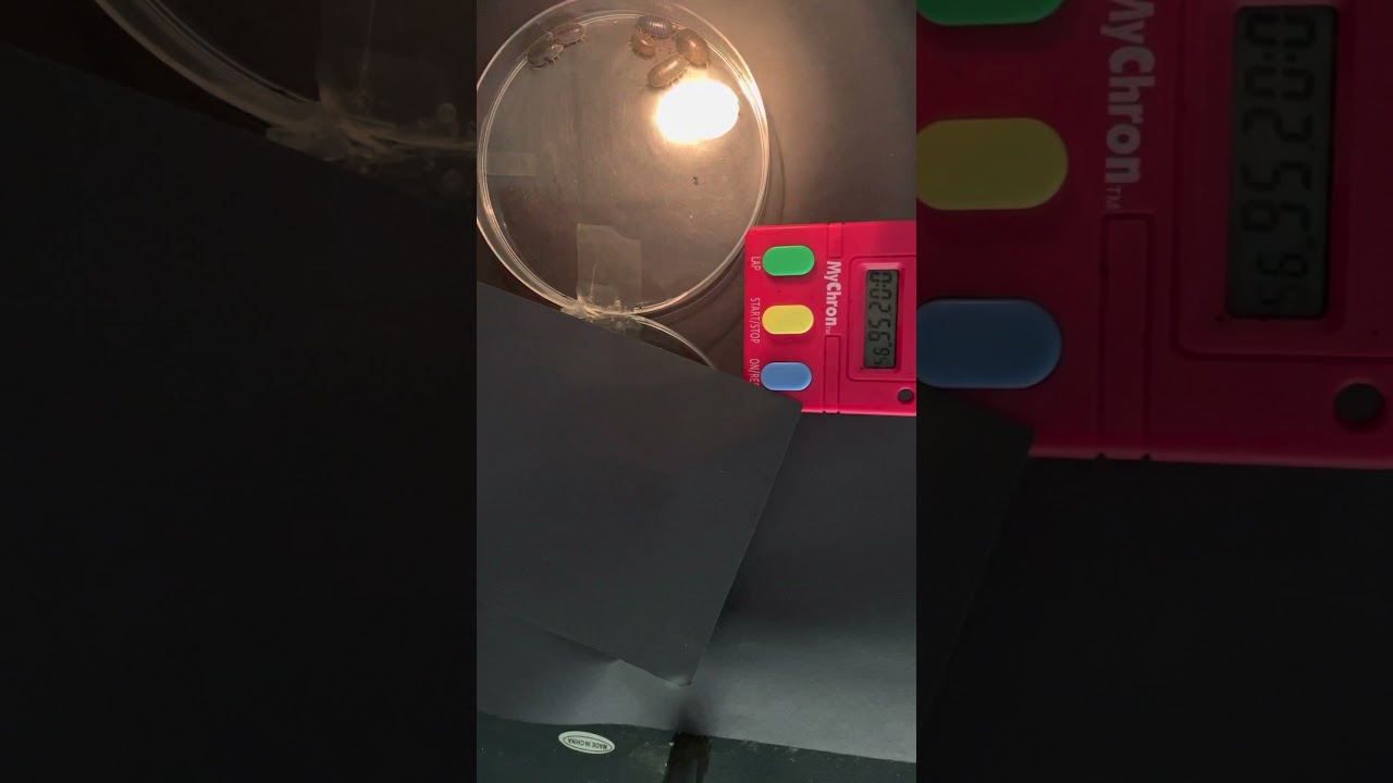 Isopods experiment—do they prefer light or dark? - YouTube