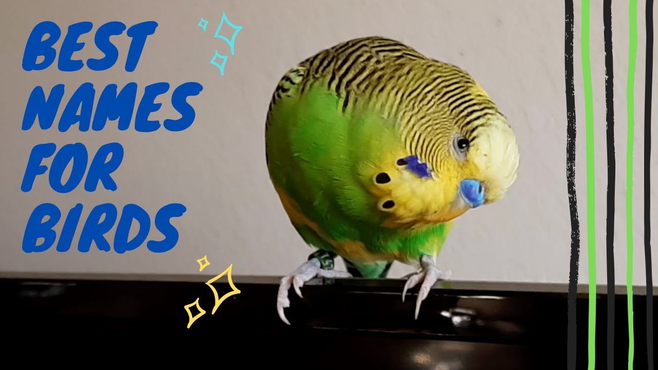 Best Names For Birds You Tell Us Parakeet Budgie Cockatiel Top 10 Youtube
