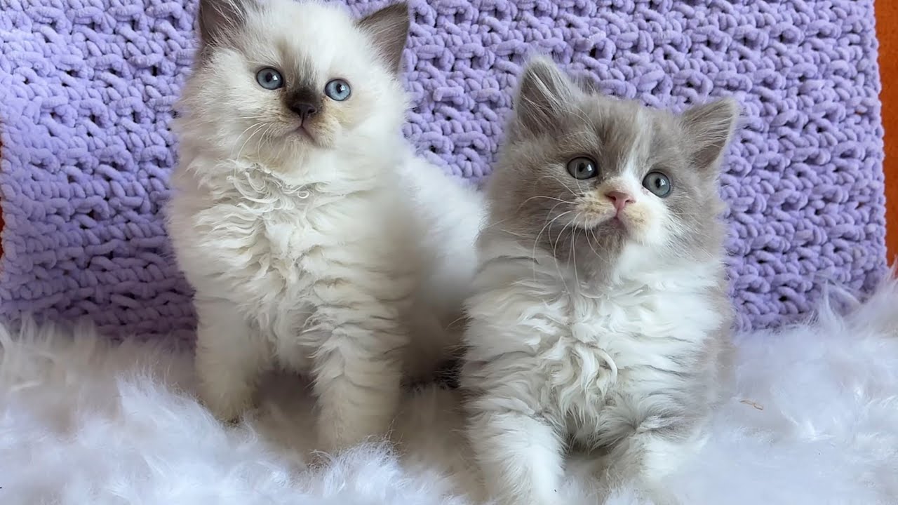 Taffy and Tabitha Two cute and funny kittens fluffy balls - YouTube