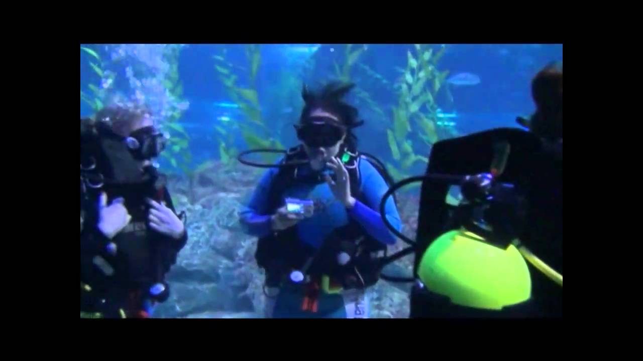 Aquarium in Busan South Korea! Shark diving - YouTube
