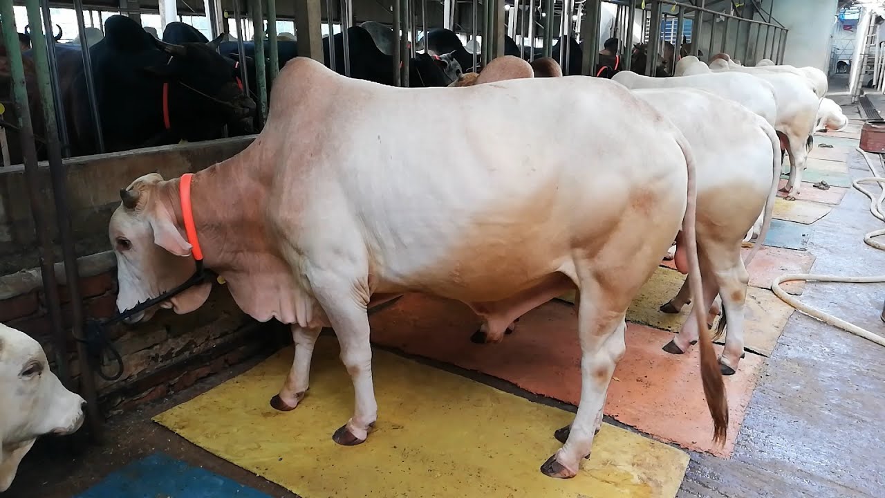 Hasha Cows Collection Of Samayra Agro | Beautiful Hasha Cow 2021 ...