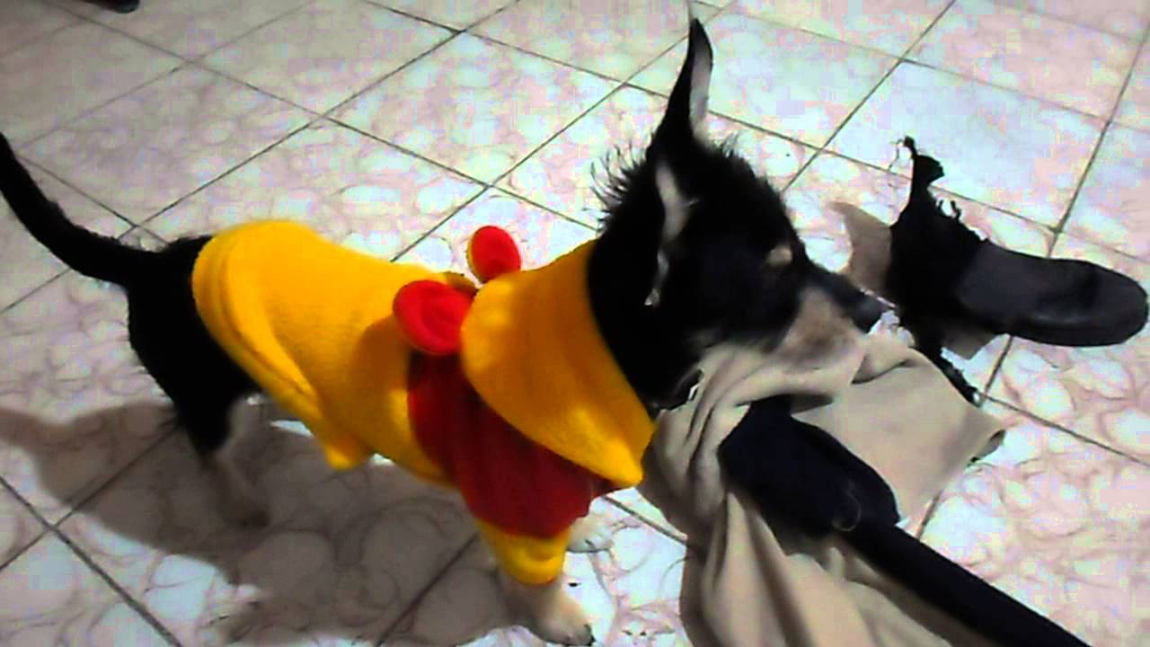 Mi perro el achi porno..... - YouTube