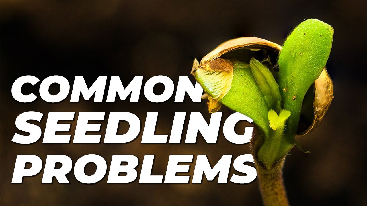 Cannabis Seedling Problems & How to Fix Them | Fast Buds Tips for young ...