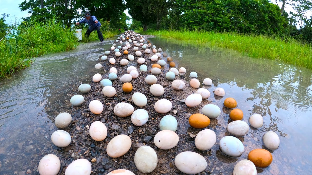 wow amazing! pick a lots of duck eggs on road flooding by hand / Mr ...