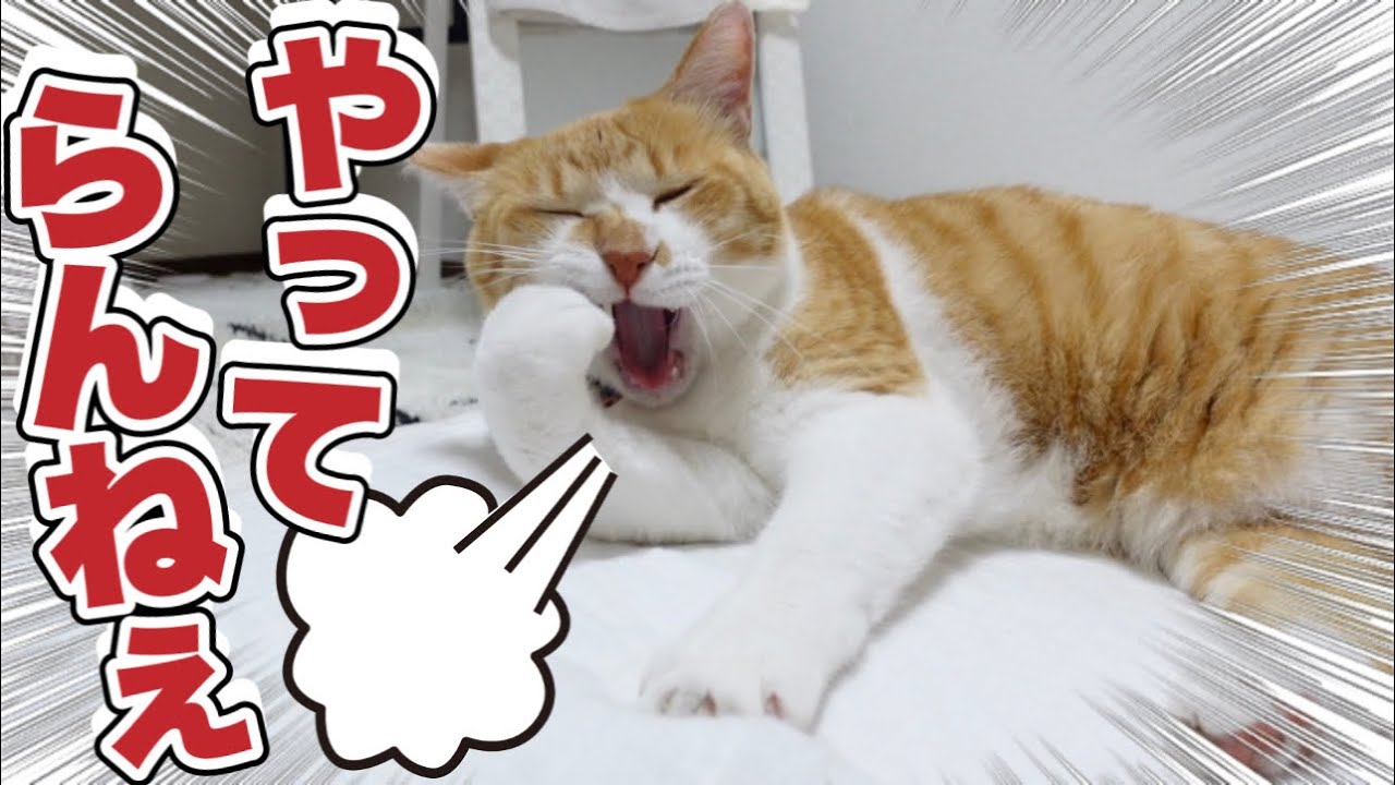 主の都合に仕方なく合わせる元野良猫チャチャ｜Chacha, ex homeless cat, is forced to conform to ...