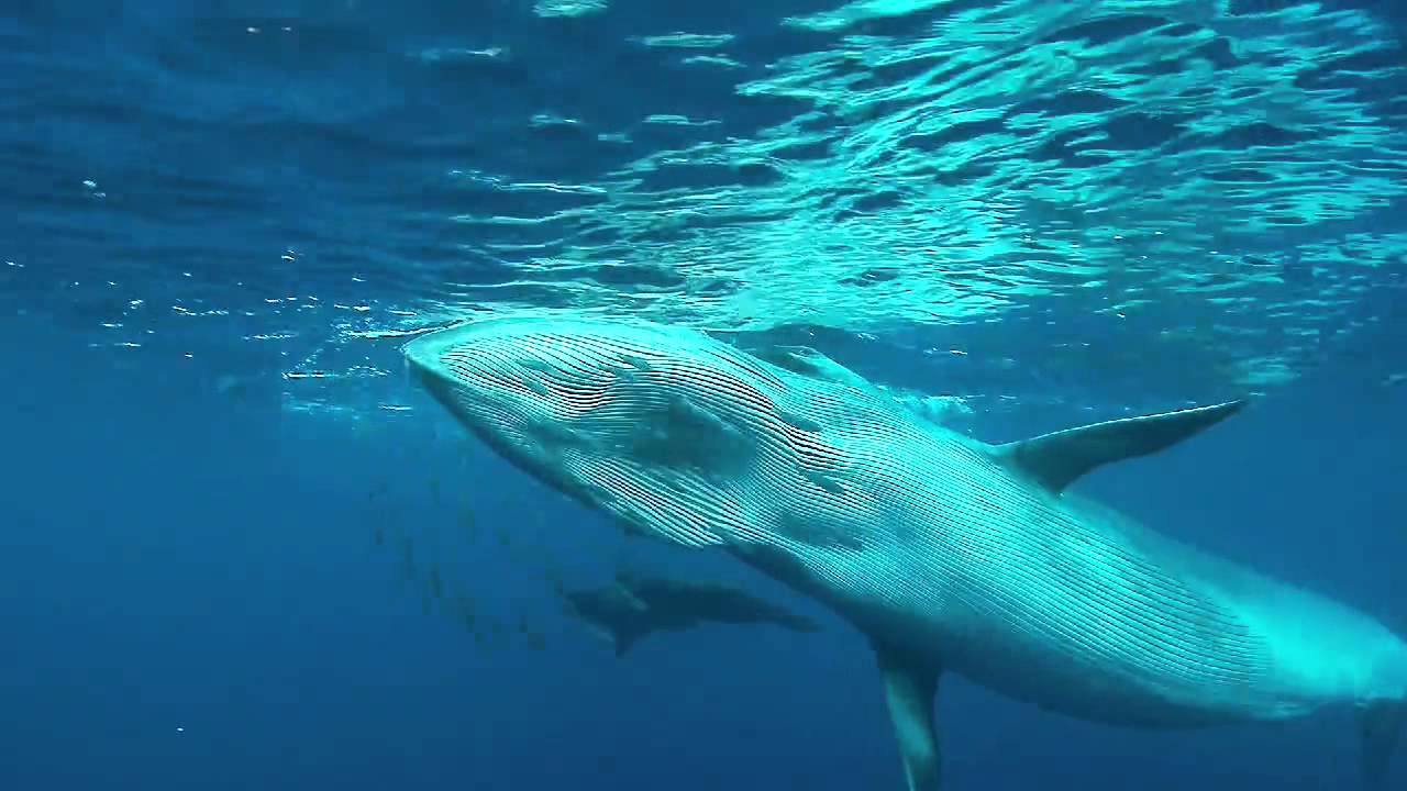 The deep sea - YouTube