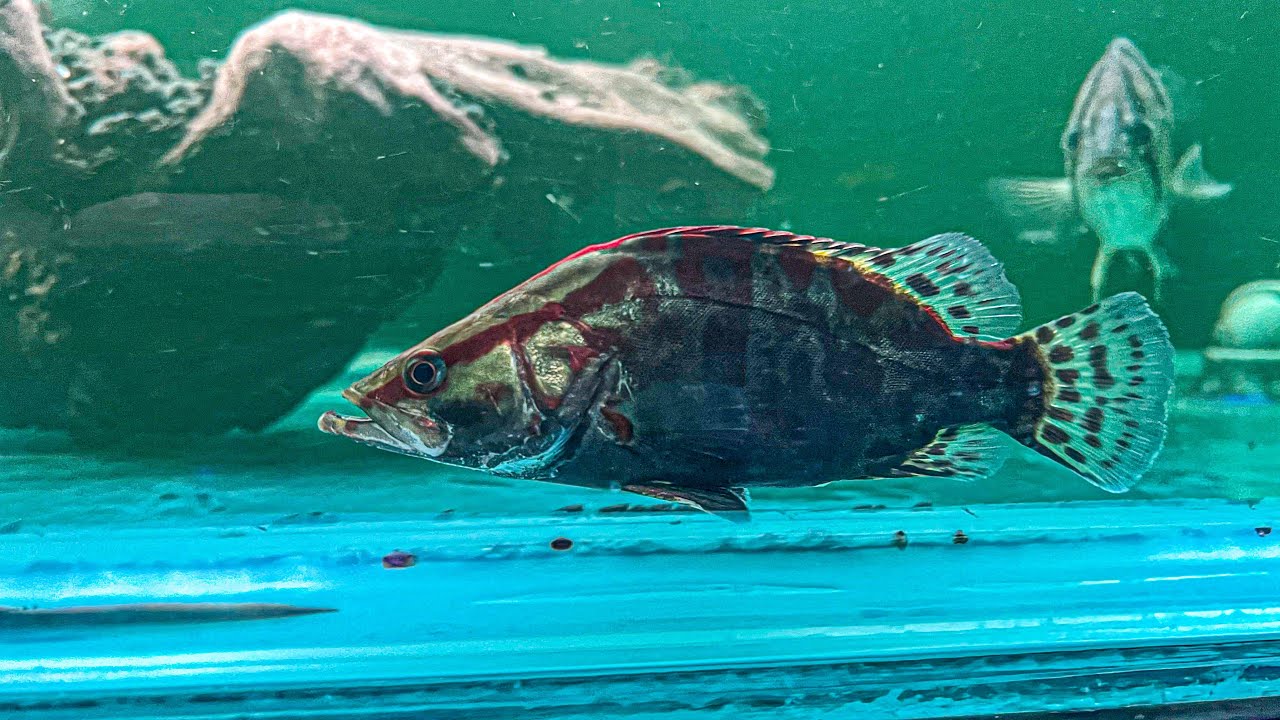 Red siniperca chuatsi aka chinese perch - YouTube