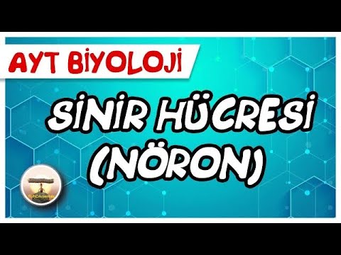 Sinir Hücresi (Nöron) #sayfa12