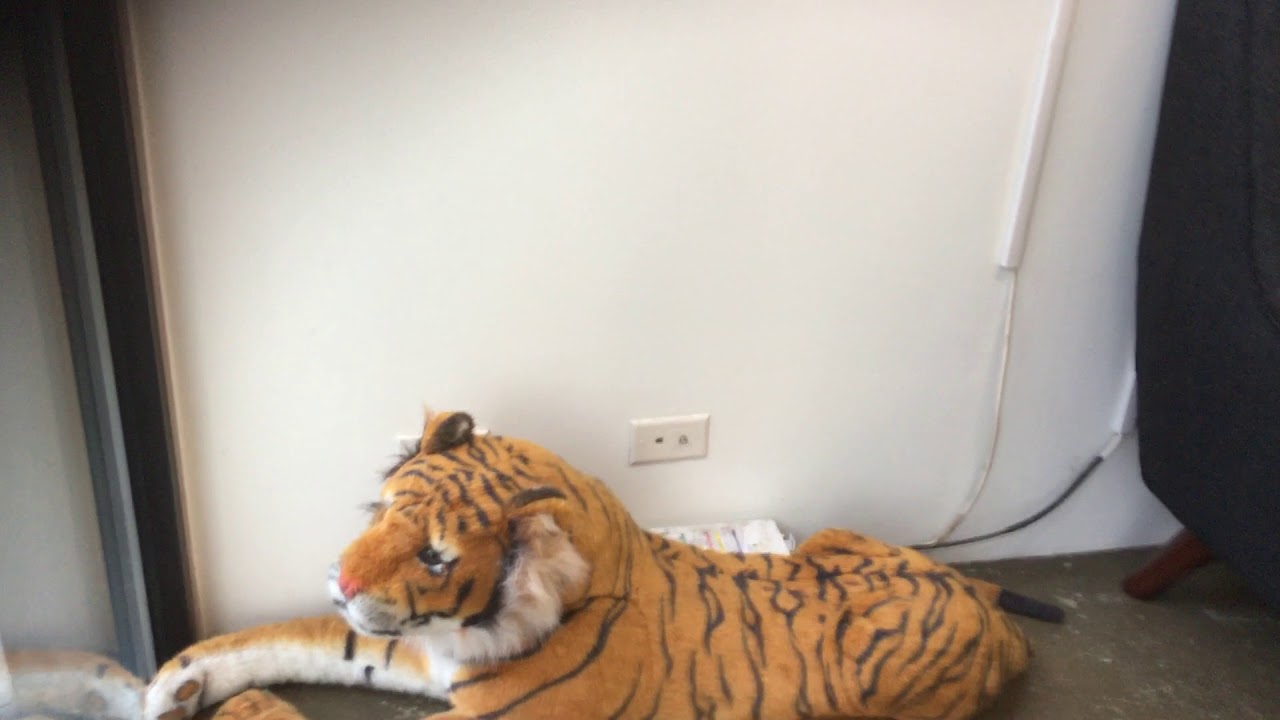 10/14/2018 Matt L-Domesticated Tiger in Wicker - YouTube