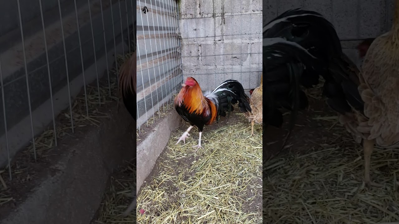 Kelso pata blanca con gallinas sweater - YouTube