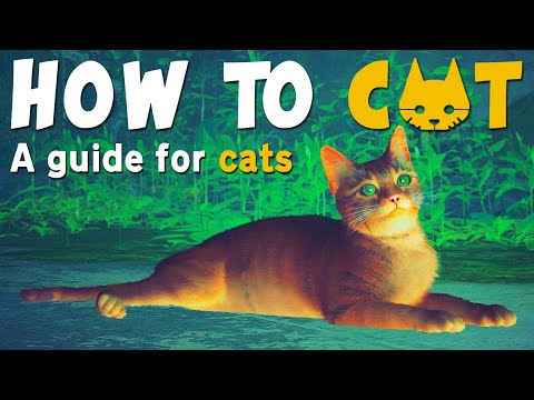 How to Cat - YouTube