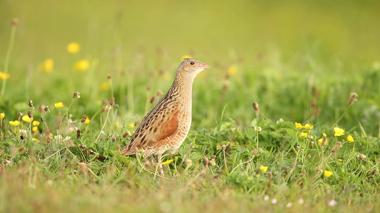 Corn Crake calling - YouTube