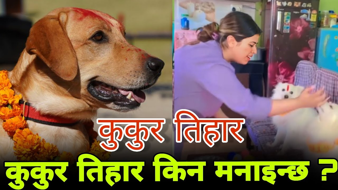 कुकुर तिहार किन मनाइन्छ ? Kukur Tihar | Dog Tihar | Kukur Tihar ...