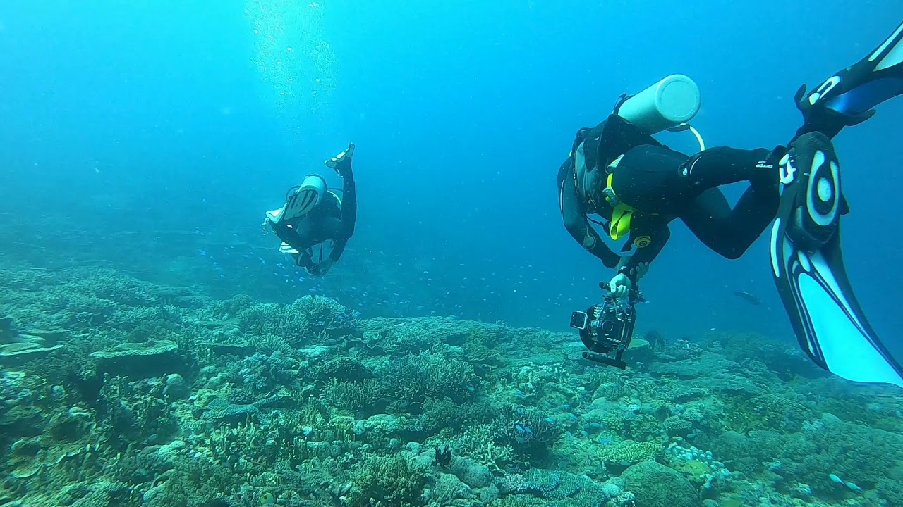 Another day another dive at Lady Elliot Island - YouTube