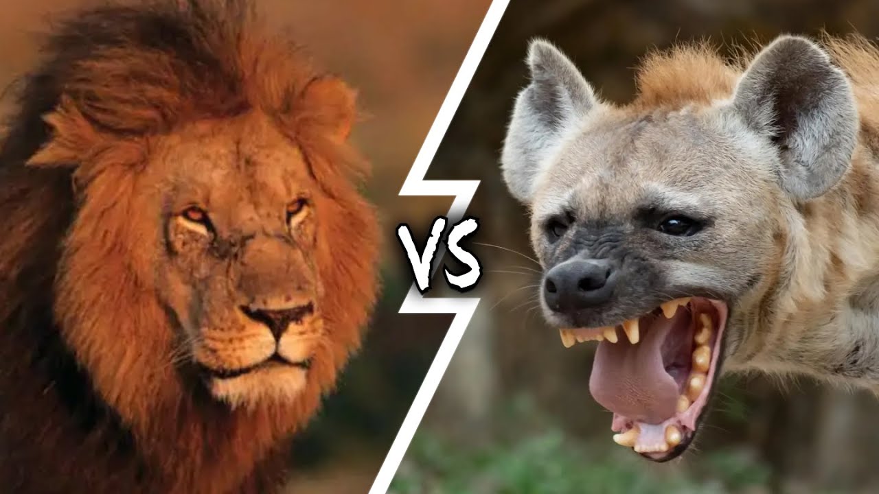 King Lion Vs Hyenas Fight to Death - Top Wild Animal Hunting in Africa ...