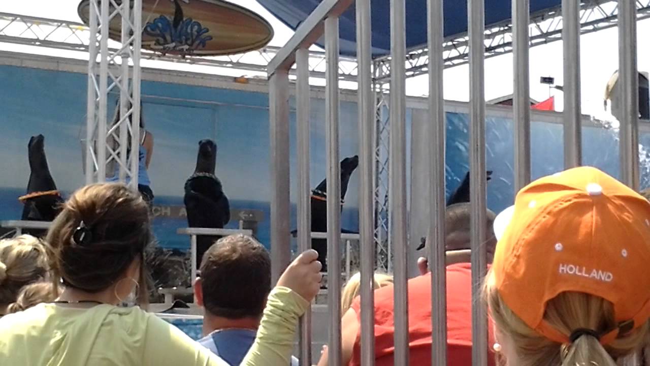 Sea Lion Tricks-Ring Toss, & High Jumps - YouTube