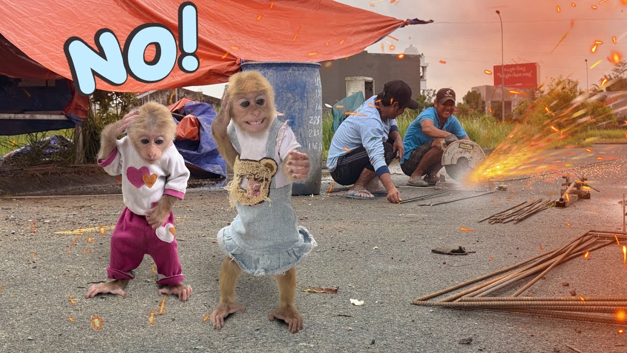 The moment that scared Lucky and Sunny while playing outside! - YouTube