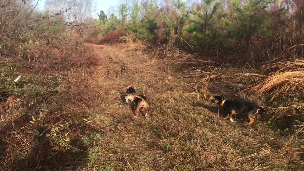 Rivah Time Beagles Rabbit Hunt. Jumped 6 harvested 5. - YouTube