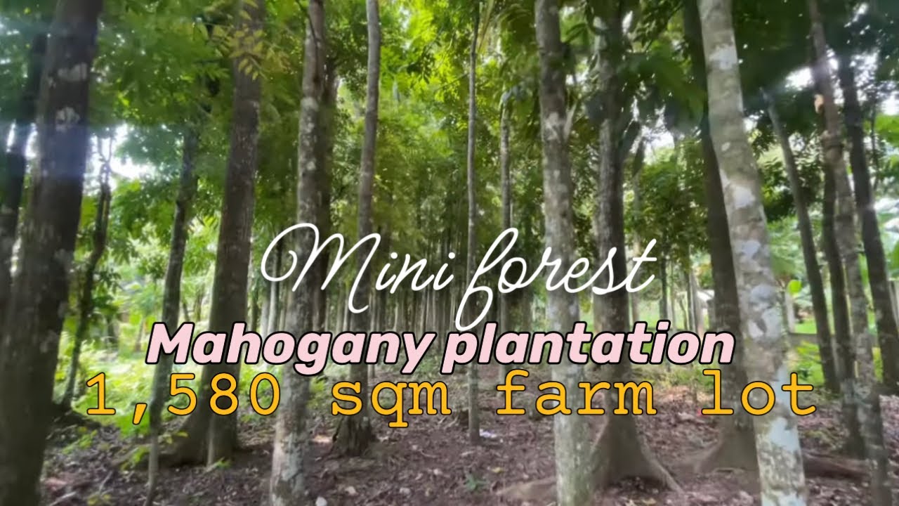 V234-23 • 1,580 sqm Farm Lot Mini Forest Mahogany Plantation | Batangas ...