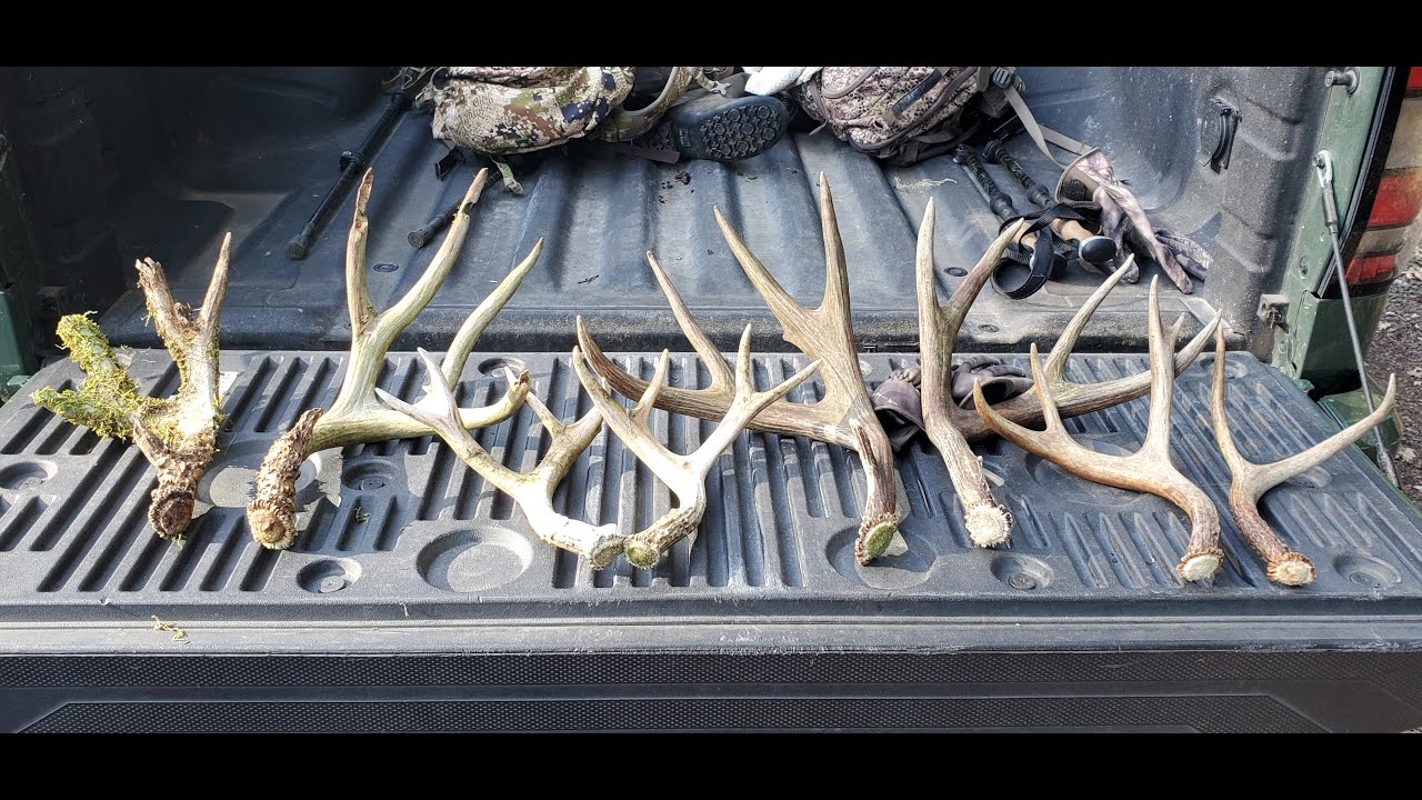 Shed hunting Southern Oregon Blacktail Country! Hard White Sheds too ...