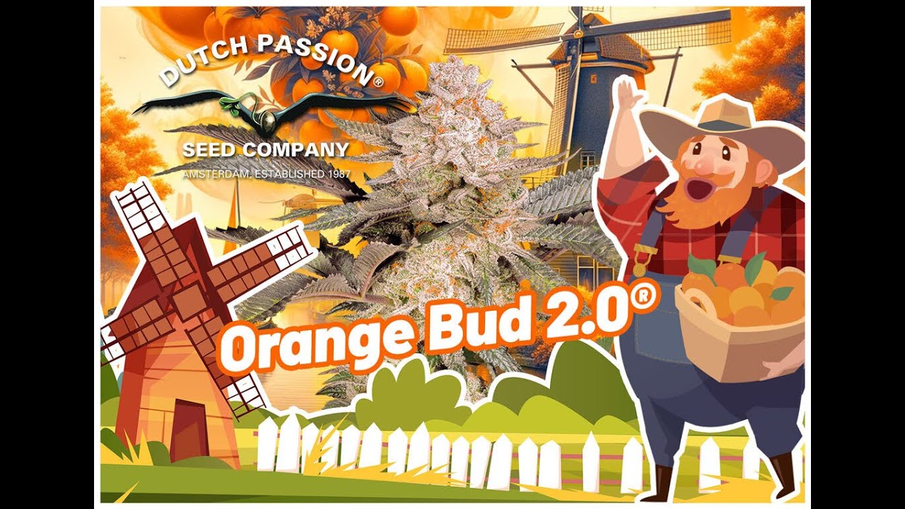 Orange Bud 2.0 - taking potency and taste to the next level! - YouTube